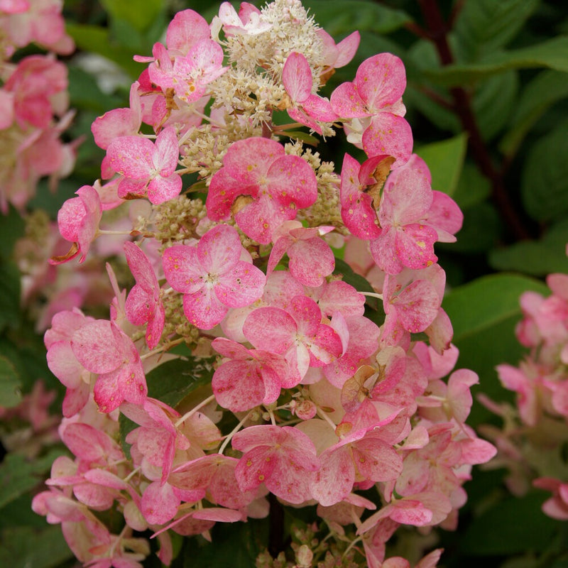 Hortensia paniculé Magical ® Fire - Hydrangea paniculata magical fire
