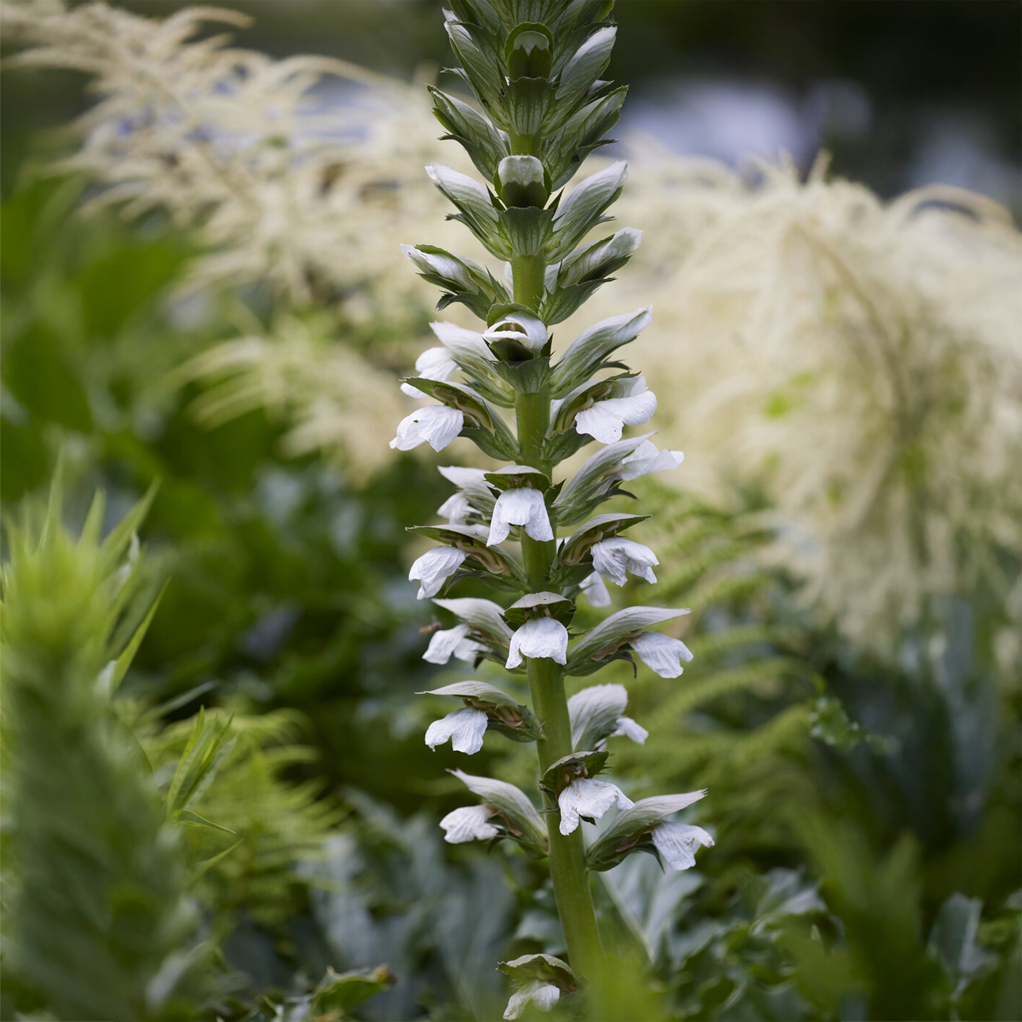 Acanthe molle Rue Ledan - Acanthus mollis rue ledan