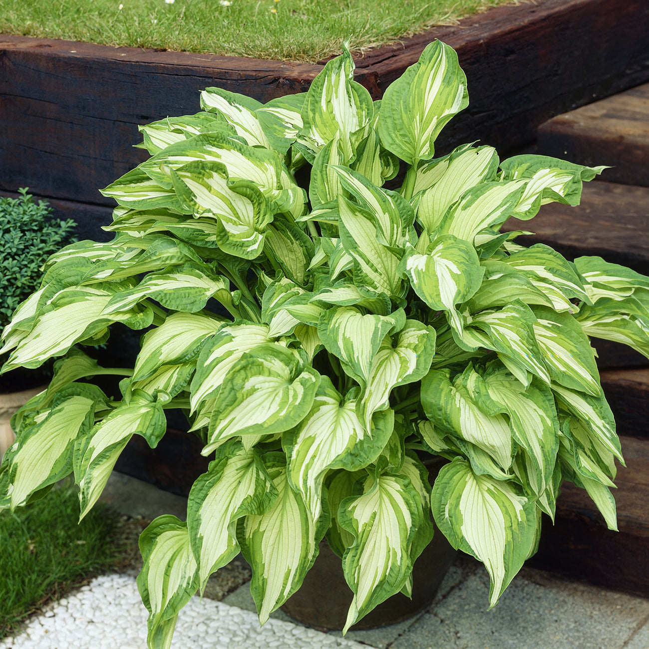 Hosta Albopicta - Hosta fortunei albopicta