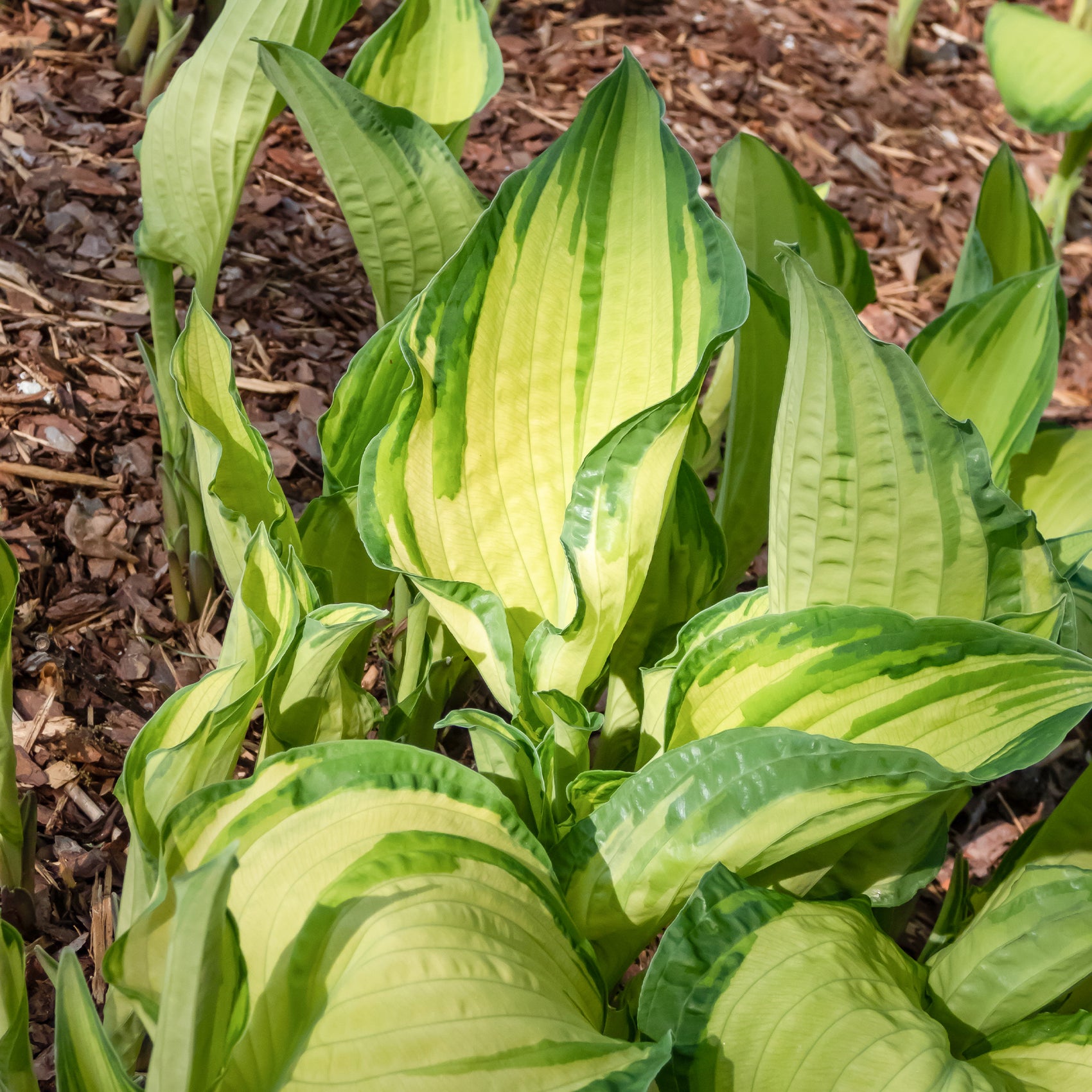 Hosta Albopicta - Hosta fortunei albopicta