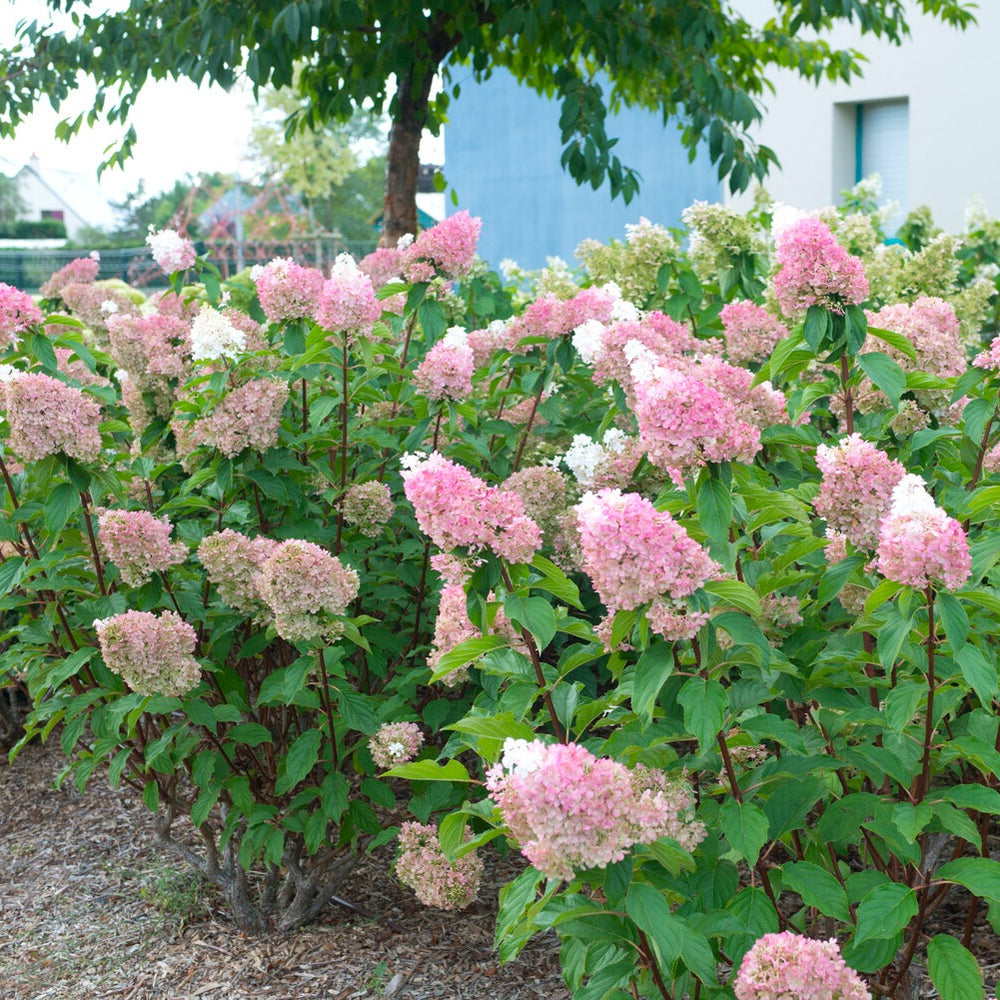 Hortensia paniculé SUNDAE FRAISE® Rensun - Hydrangea paniculata sundae ...