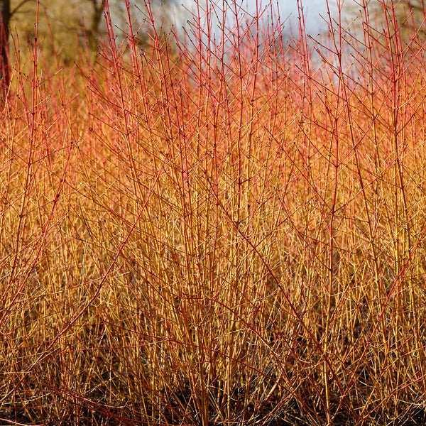 Cornouiller à bois jaune Flaviramea - Cornus sericea flaviramea