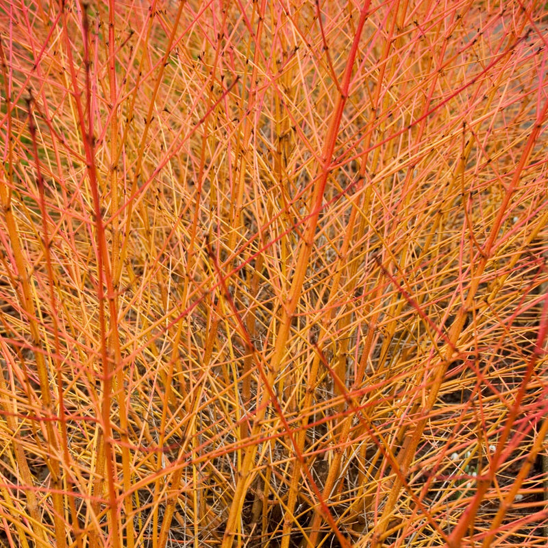 Cornouiller à bois jaune Flaviramea - Cornus sericea flaviramea