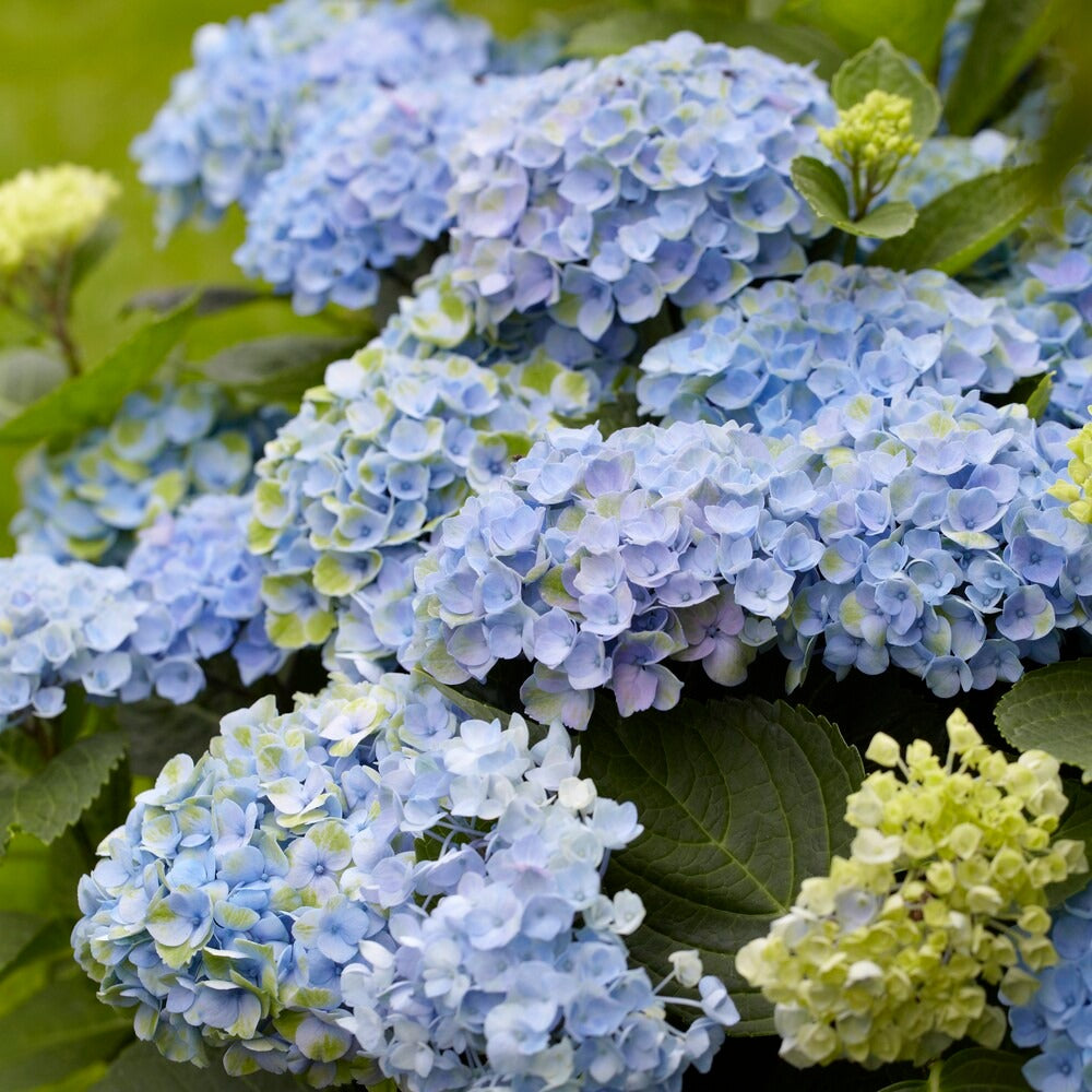 Hortensia Revolution Blue - Hydrangea macrophylla Revolution Blue