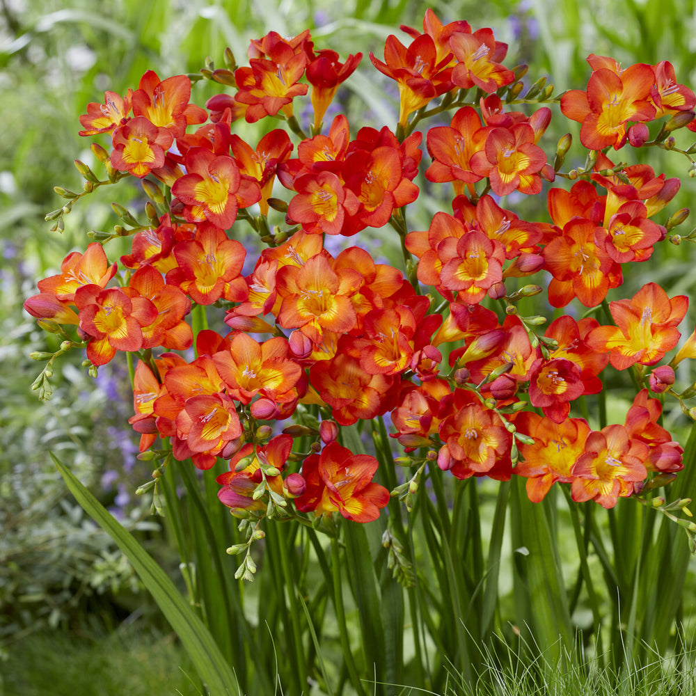 Bulbes 15 Freesia simple rose - Freesia 'pink'