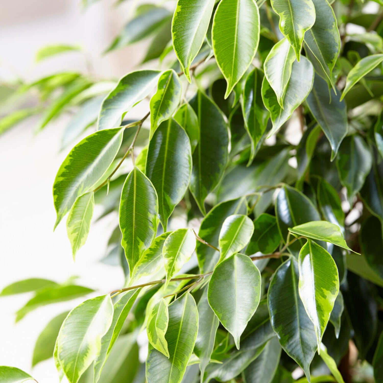 Stilvolle Ficus Benjamini Allergie Bild