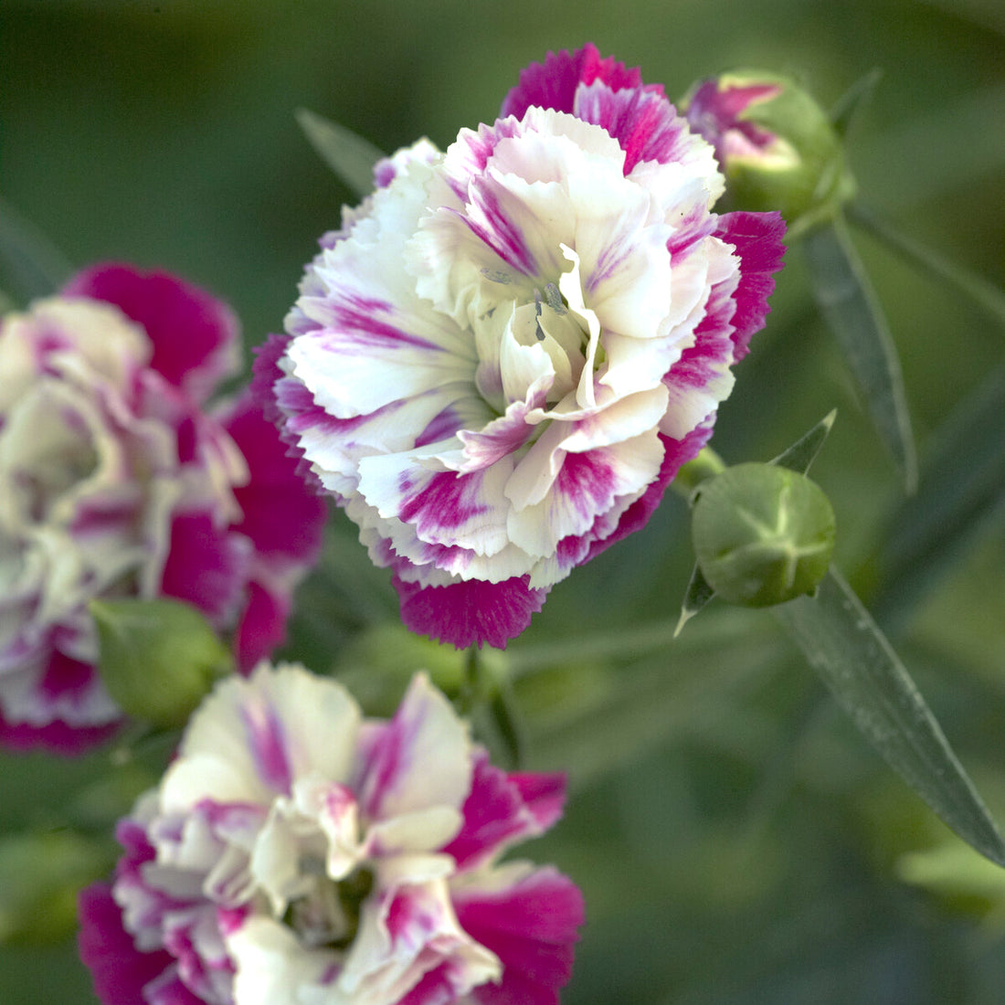 3 Œillets mignardise Alice - Dianthus allwoodii 'alice'