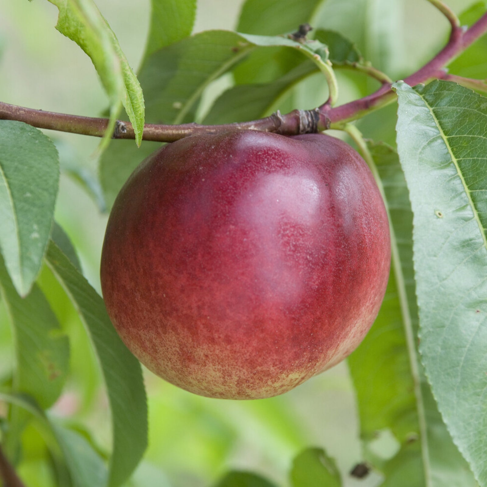 Nectarinier Nectared - Prunus persica nectared
