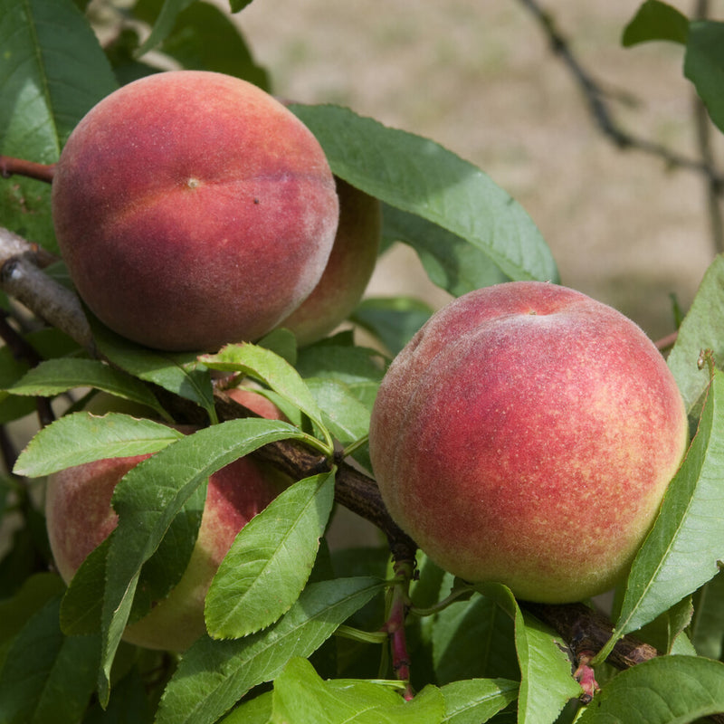 Nectarinier Nectared - Prunus persica nectared