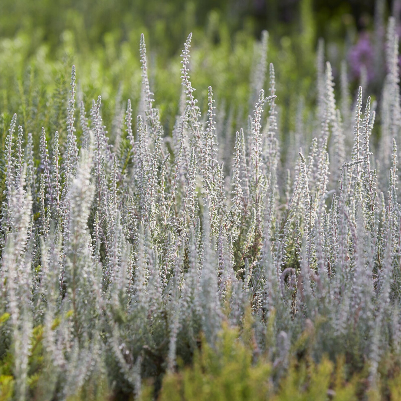 Bruyère d'été Silver Knight - Calluna vulgaris silver knight