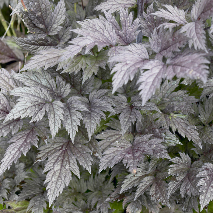 Cimifuga Prichards Giant - Actaea simplex prichards giant