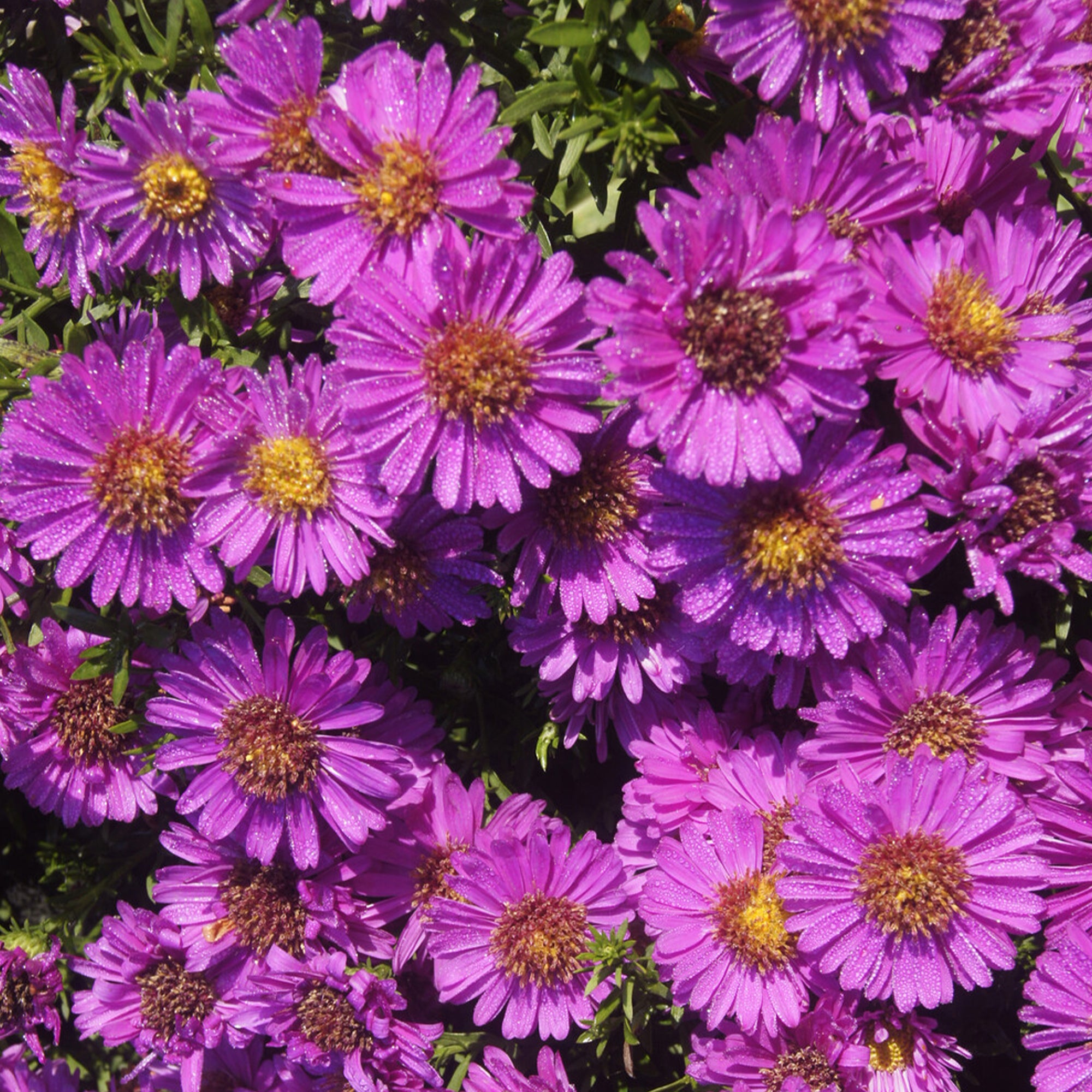 Aster nain d'automne Starlight pour massif | Willemse