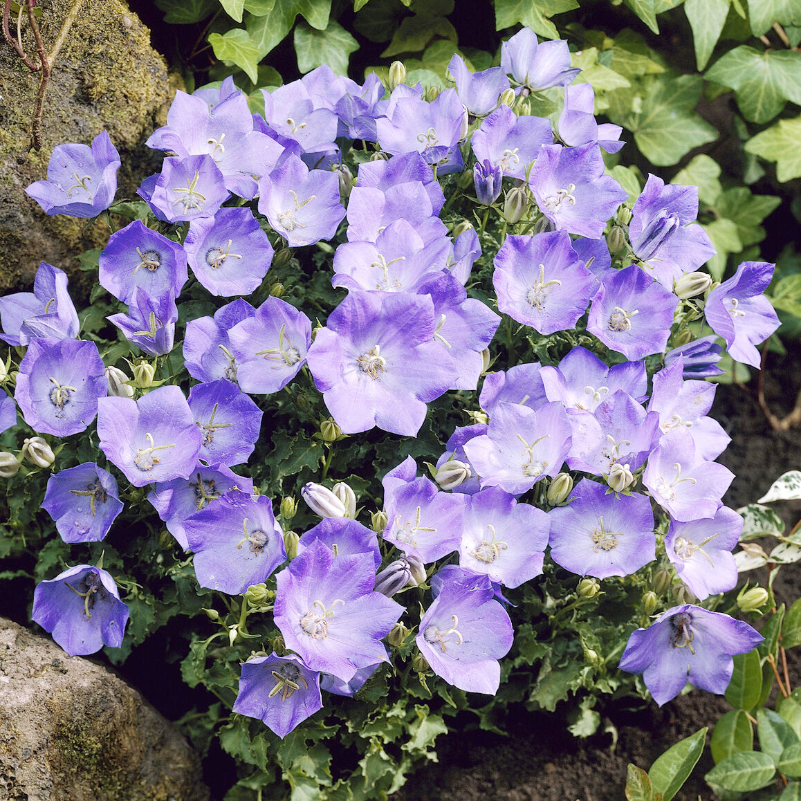 Campanule des Carpates Blaue Clips - Campanula carpatica blaue clips