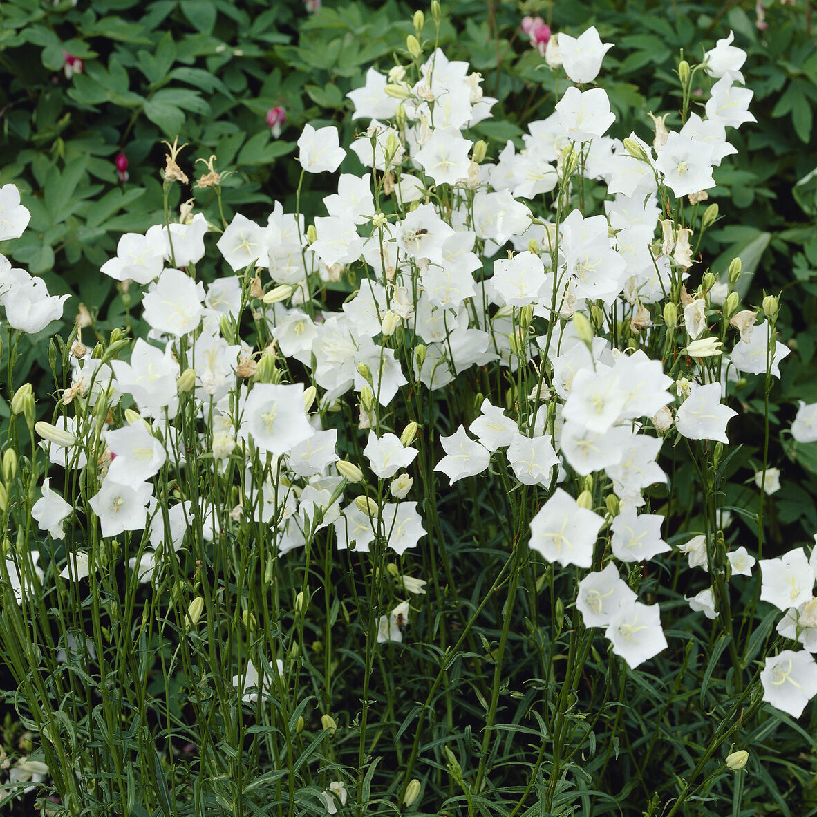 Campanule à feuilles de pêcher Alba - Campanula persicifolia Alba