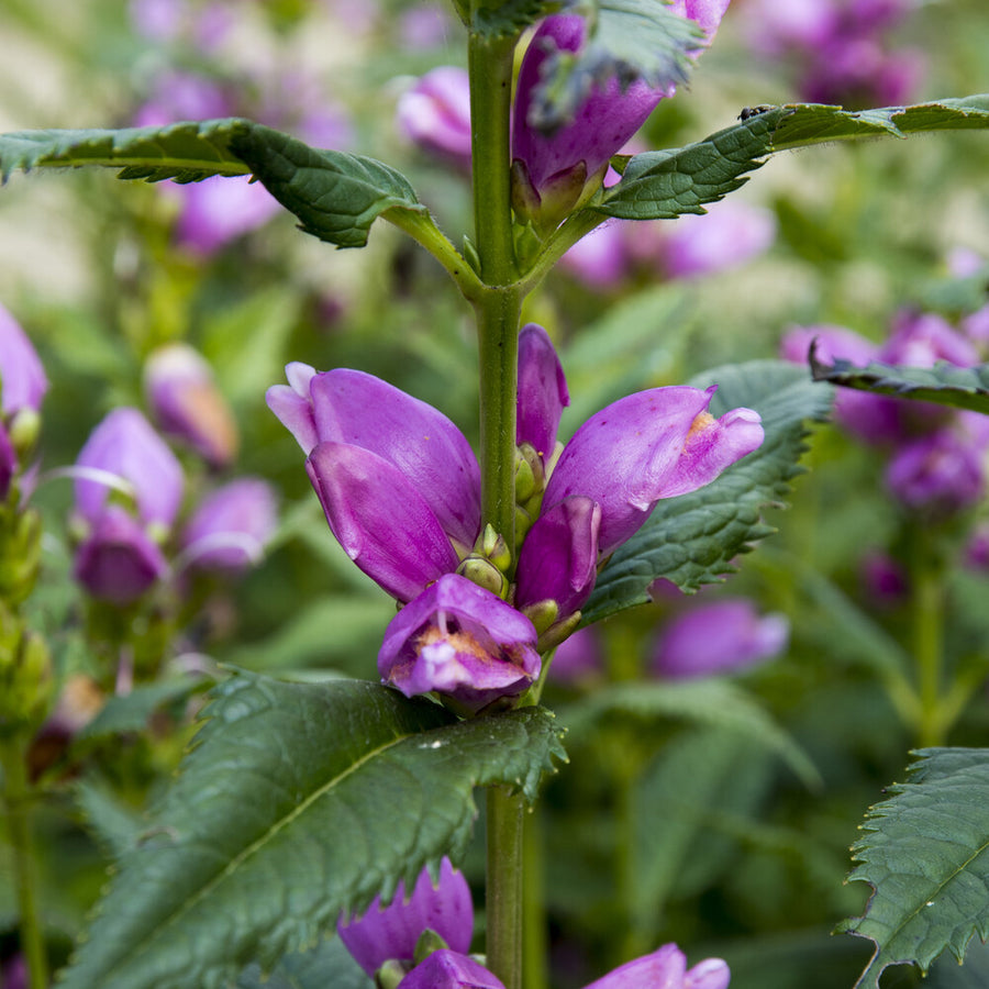 Galane oblique Alba - Chelone obliqua