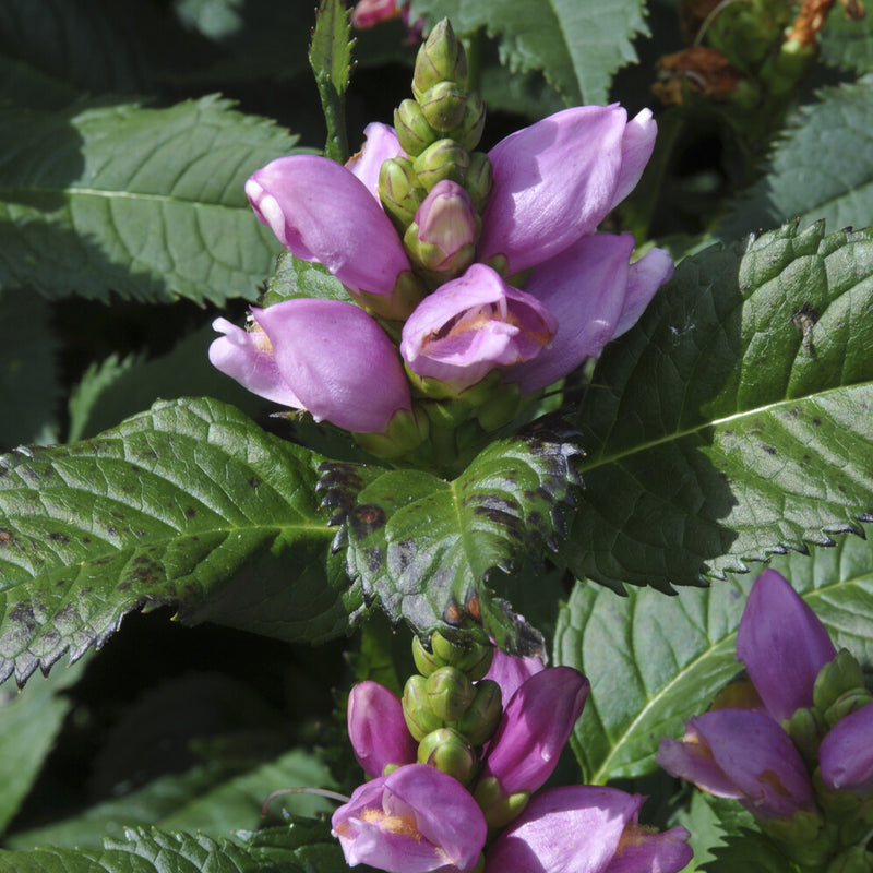 Galane oblique Alba - Chelone obliqua