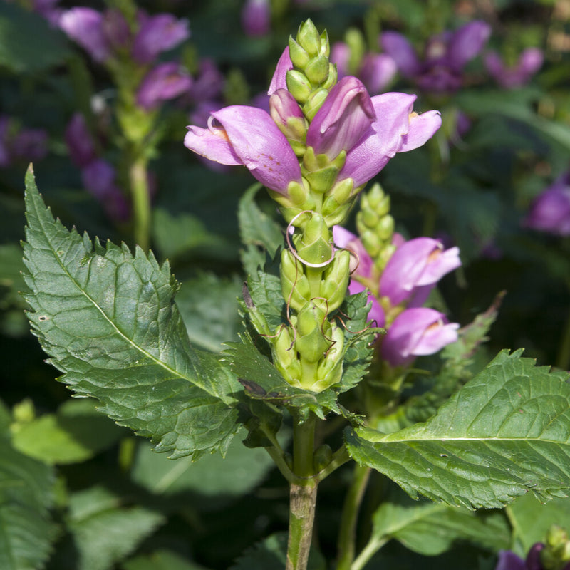 Galane oblique Alba - Chelone obliqua