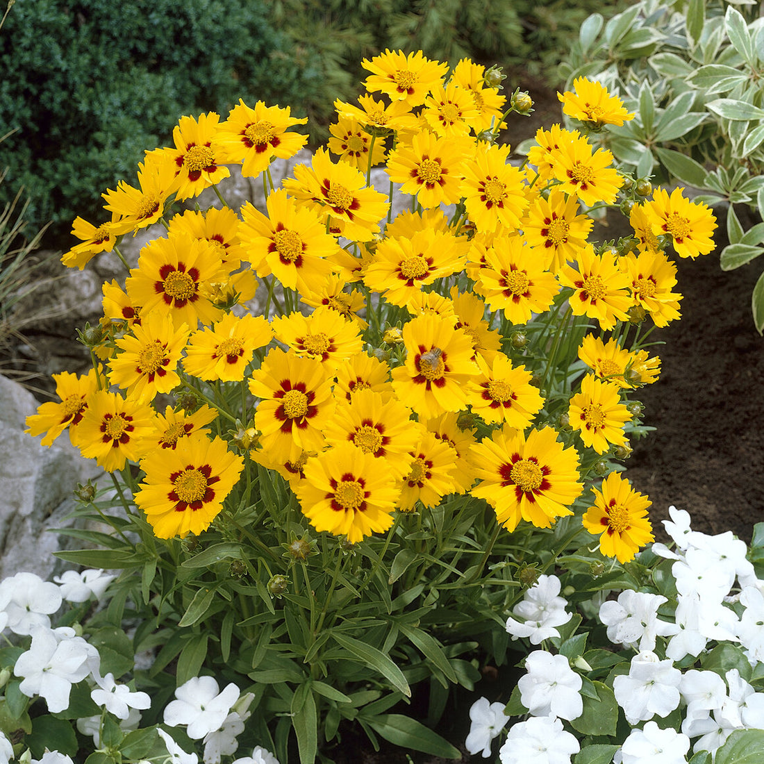 Coréopsis lancéolée Sterntaler - Coreopsis lanceolata Sterntaler
