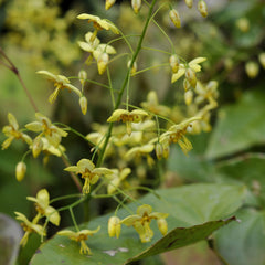 Epimedium pubigerum colchicum - Epimedium pinnatum subsp. colchicum