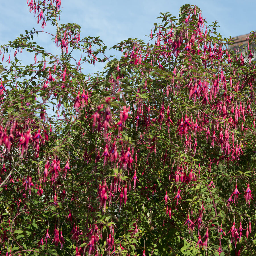 Fuchsia de Magellan Riccartonii - Fuchsia magellanica riccartonii
