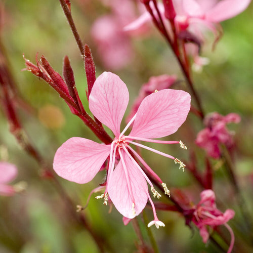 Saxifrage mousse Peter Pan - Saxifraga arendsii Peter Pan