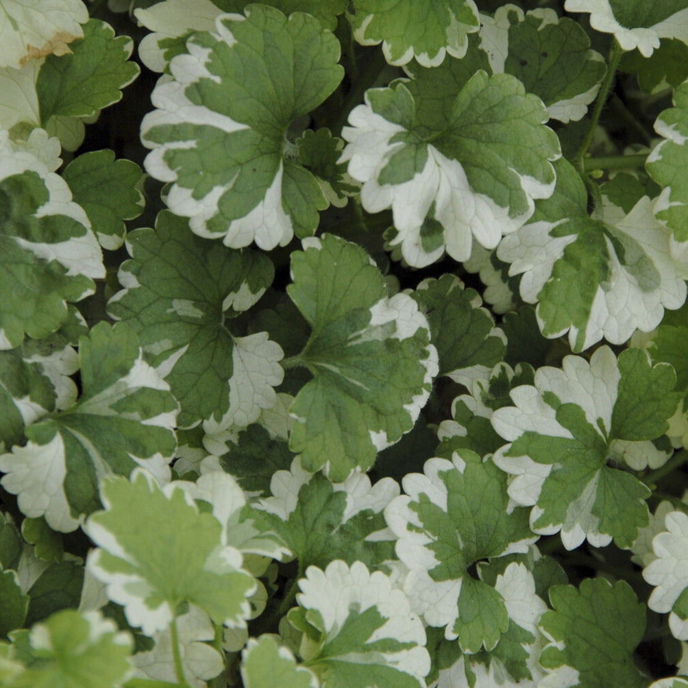 Lierre terrestre panaché - Glechoma hederacea Variegata