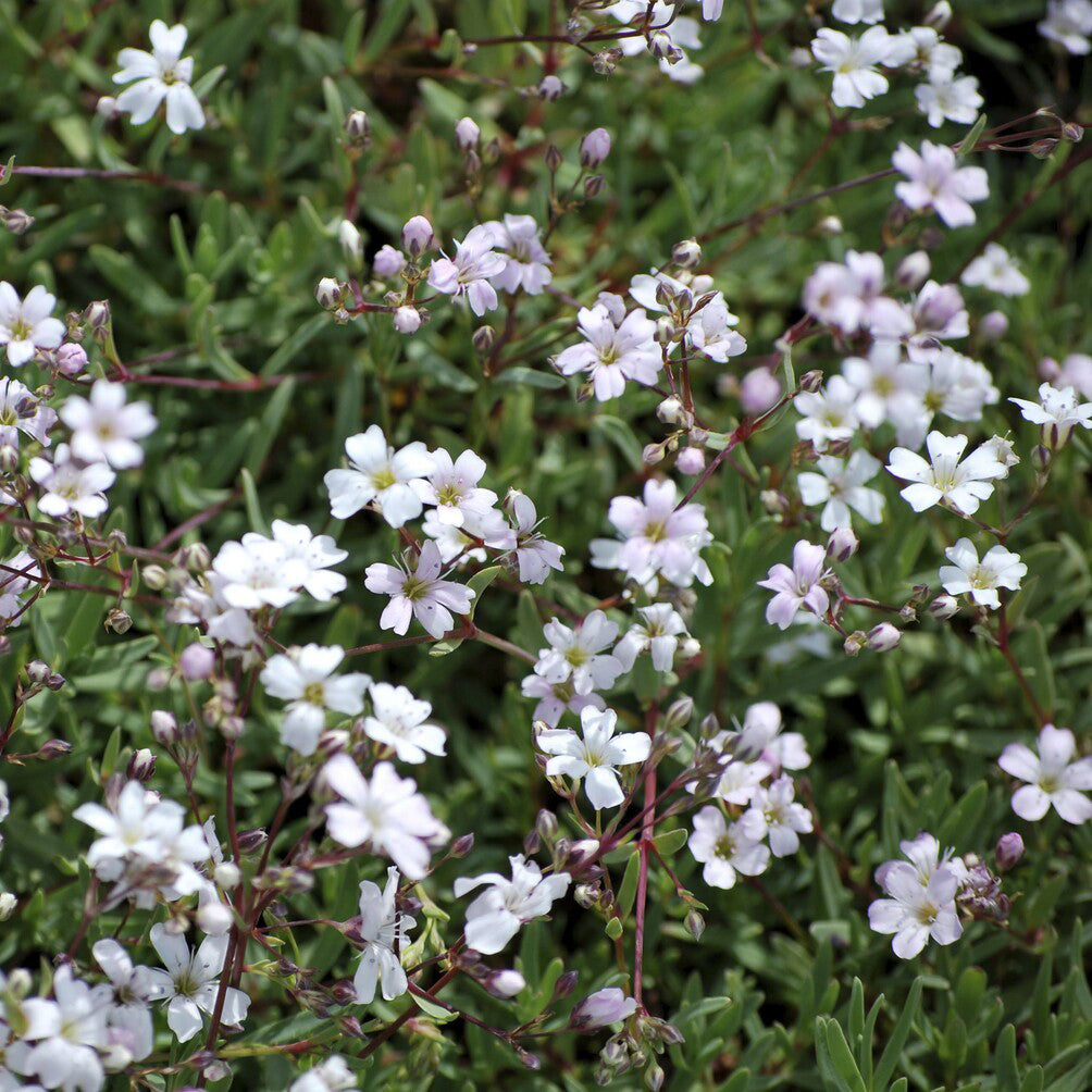 Gypsophile rampant Alba - Gypsophila repens Alba