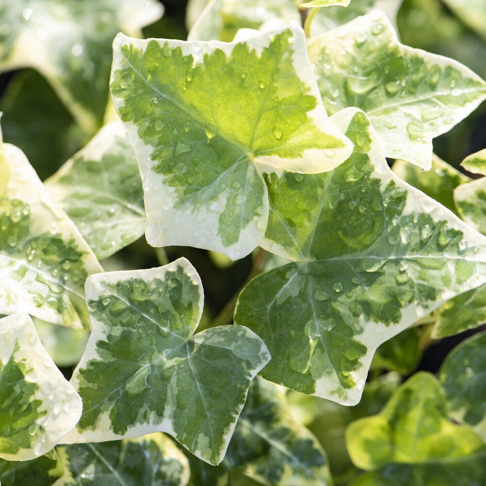 Lierre commun Glacier - Hedera helix Glacier