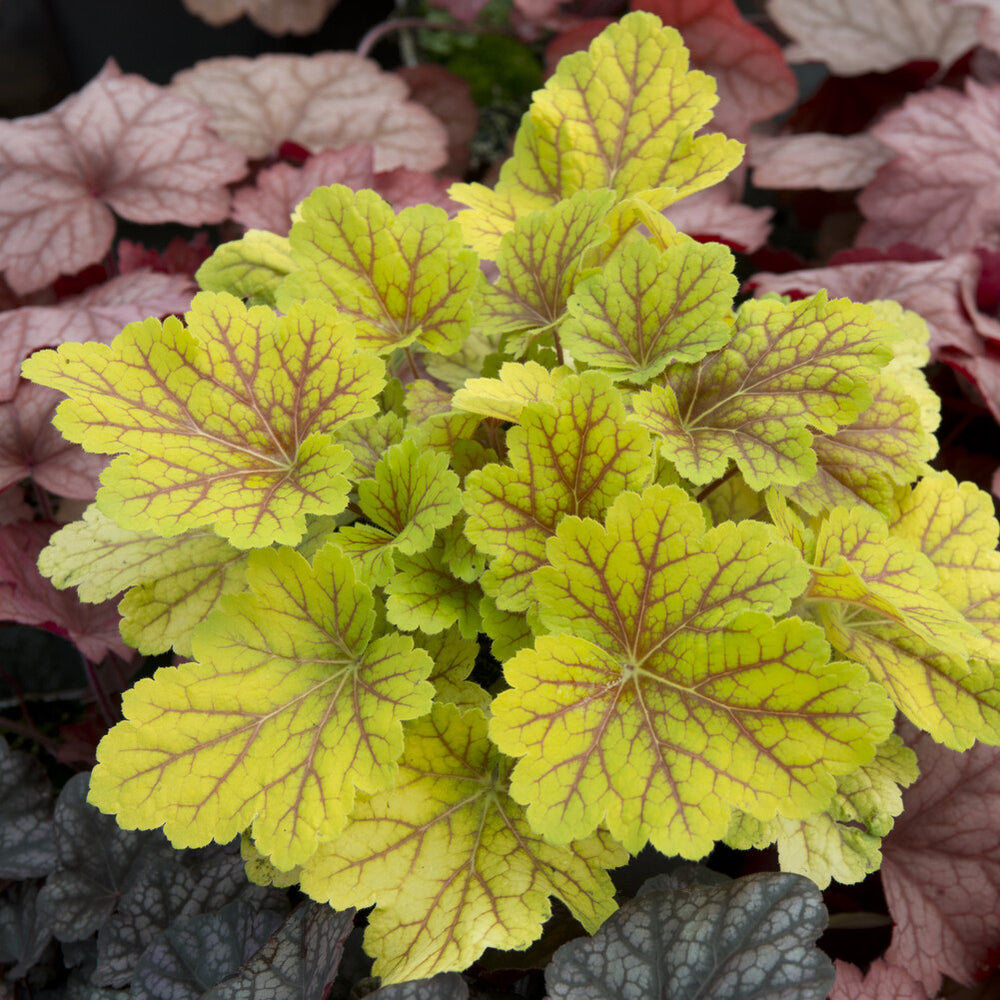 Heuchère Electra - Heuchera electra