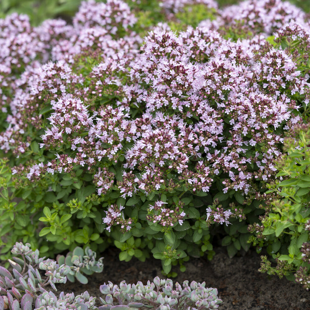 Origan Compact - Origanum vulgare Compactum