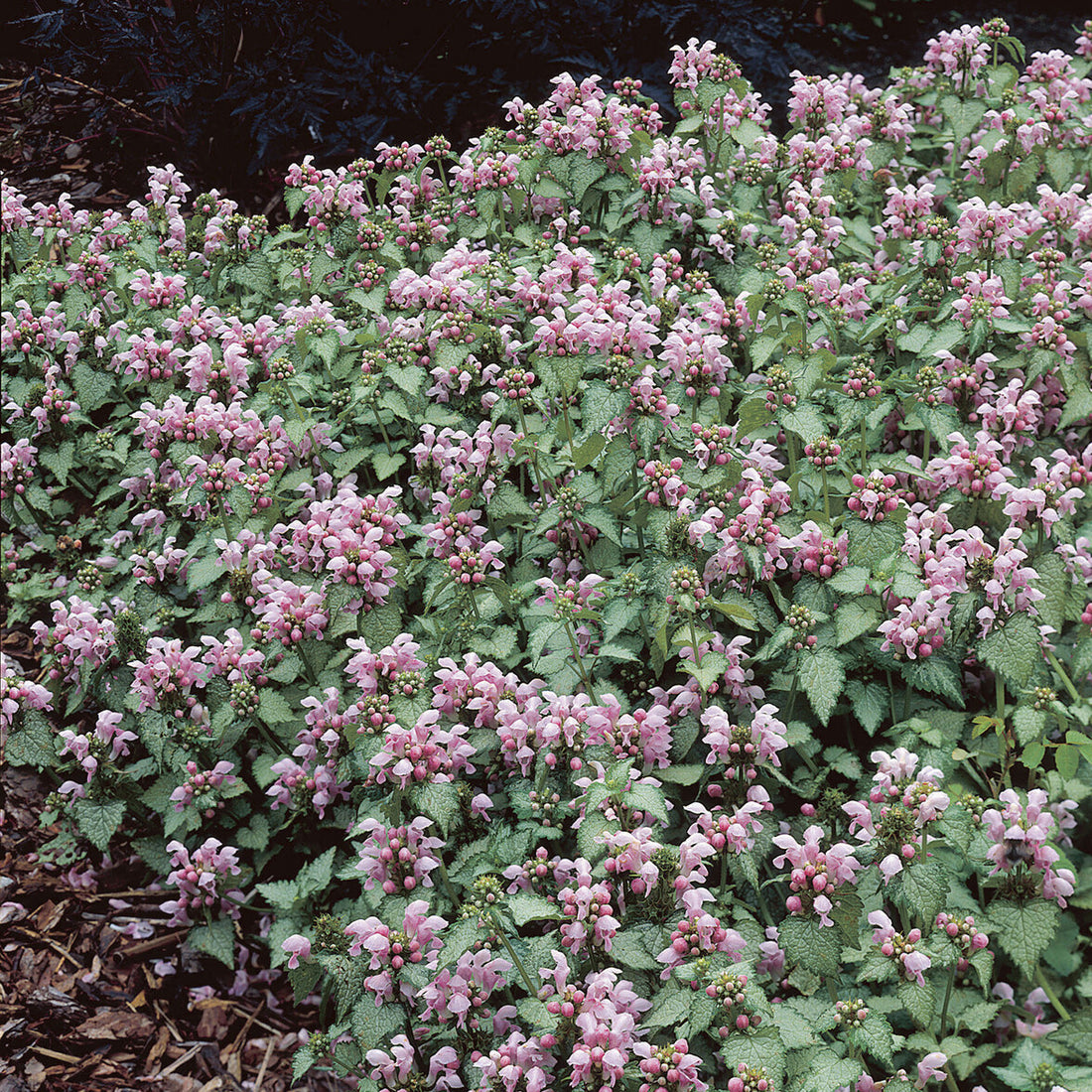 Lamier tacheté Roseum - Lamium maculatum Roseum