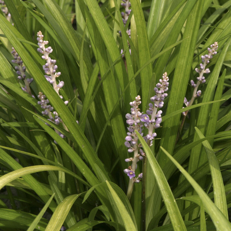 Liriope spicata - Liriope spicata