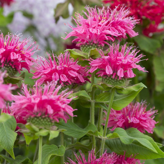 Monarde Pink Lace - Monarda pink lace
