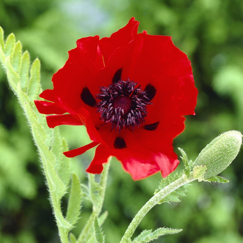 Pavot d'Orient Beauty Of Livermere - Papaver orientale Beauty of Livermere