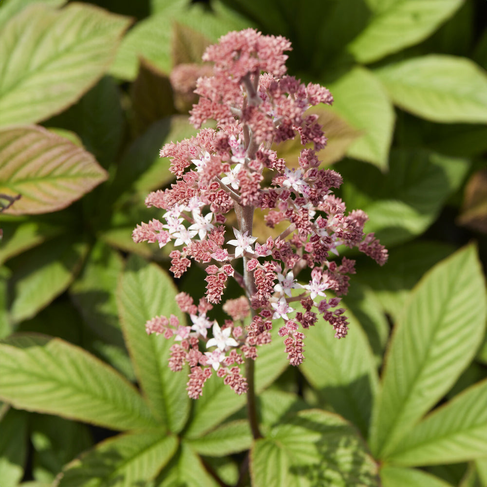 Rodgersia pinnata - Rodgersia pinnata