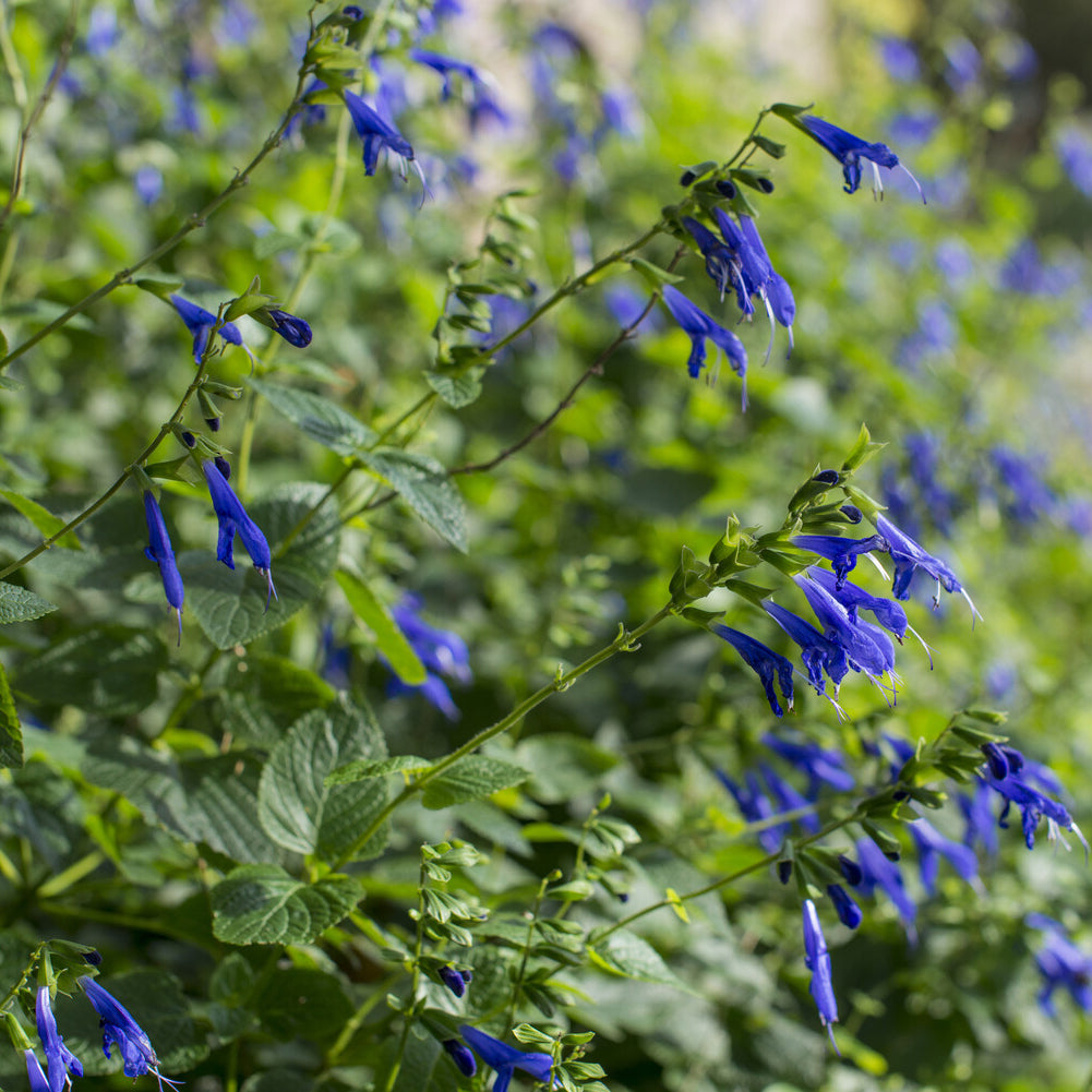 Sauge Blue Enigma - Salvia guaranitica blue enigma