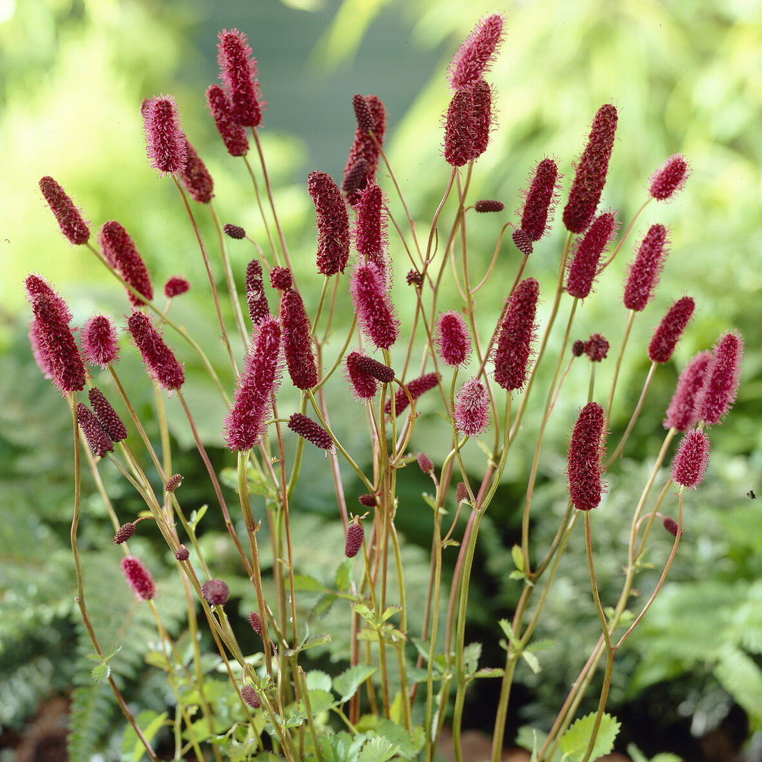 Pimprenelle d'Alaska - Sanguisorbe - Sanguisorba menziesii