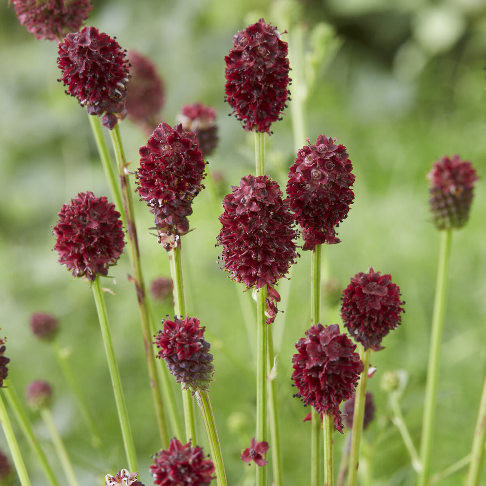 Pimprenelle officinale Tanna - Sanguisorba officinalis tanna