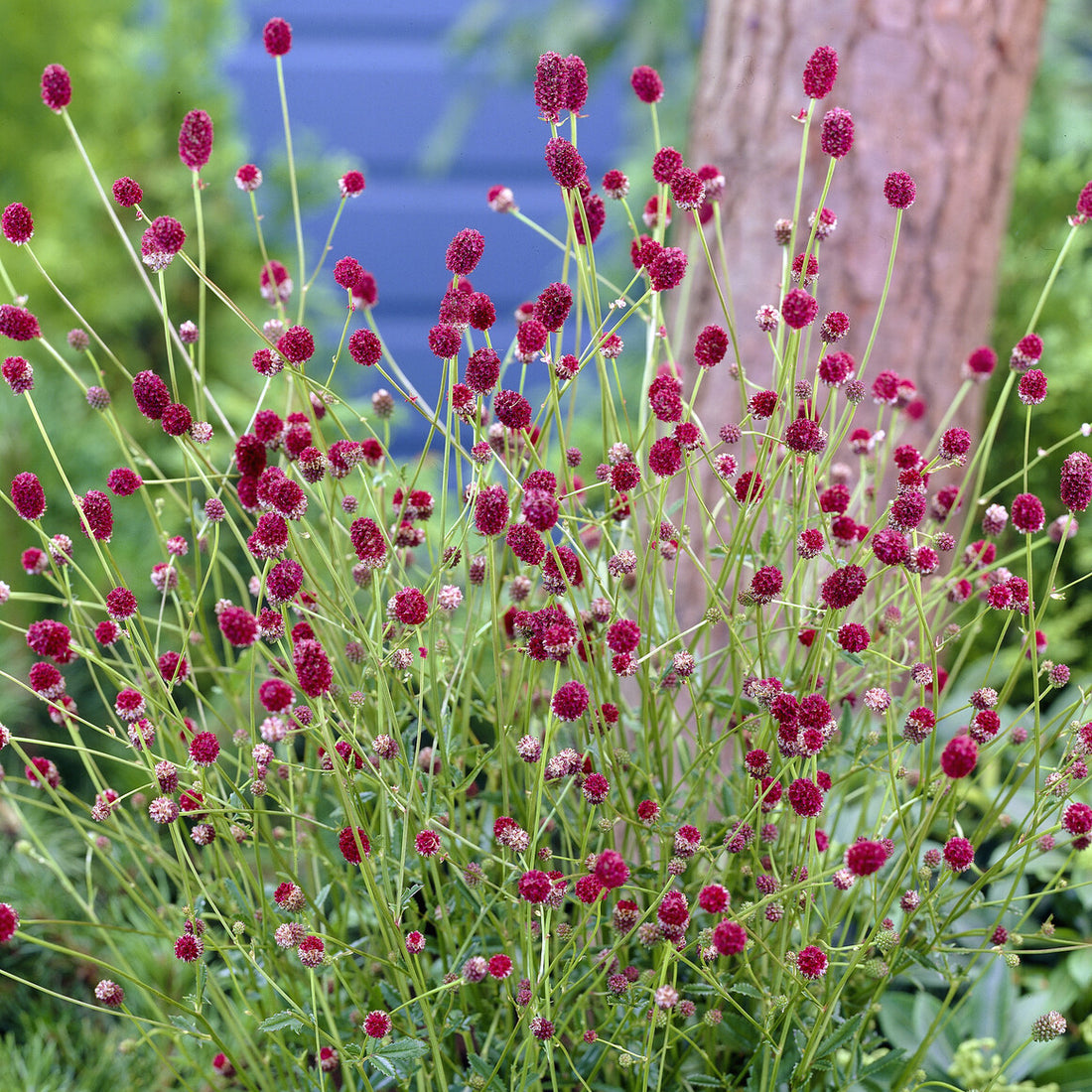 Pimprenelle officinale Tanna - Sanguisorba officinalis tanna