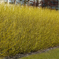 Cornouiller à bois jaune Flaviramea - Cornus sericea flaviramea
