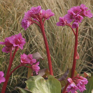 Bergénia Bressingham Ruby - Bergenia Bressingham Ruby