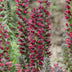 Echium amoenum Red Feathers - Echium amoenum red feathers