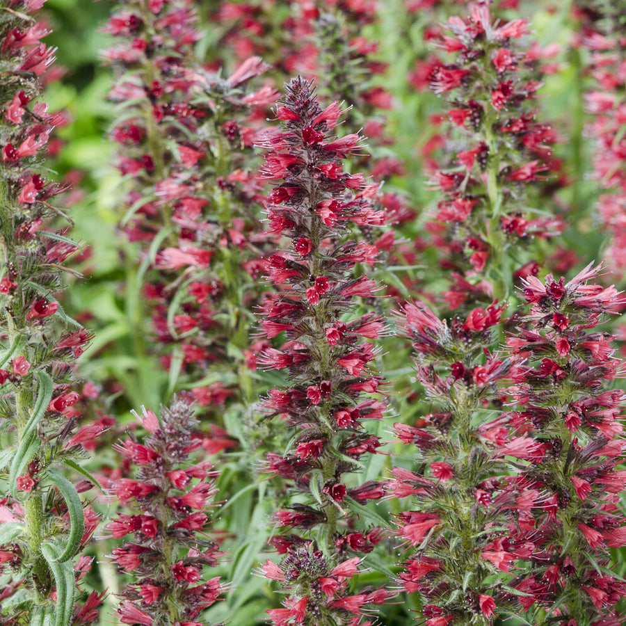 Echium amoenum Red Feathers - Echium amoenum red feathers