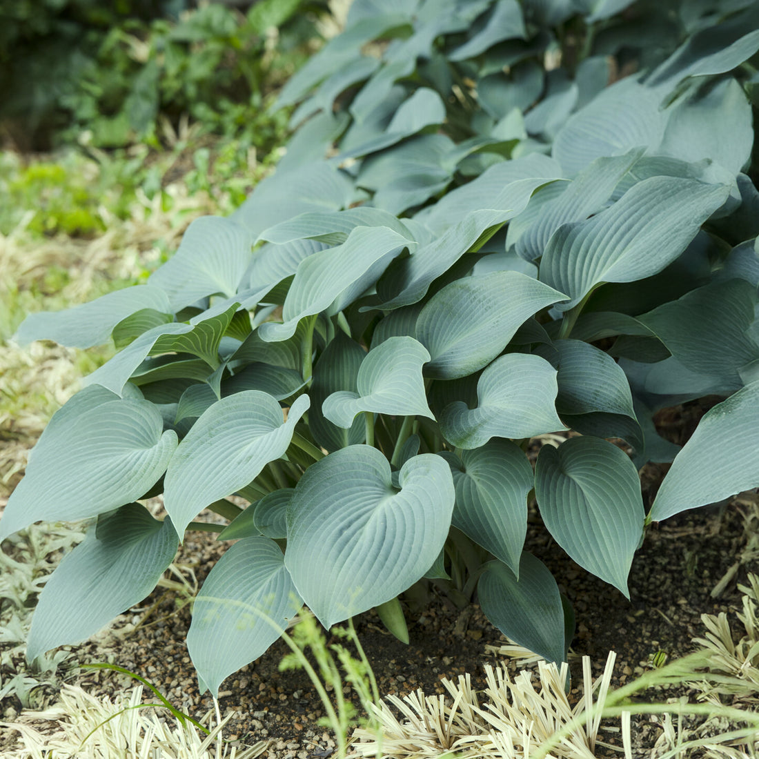 Hosta Canadian Blue - Hosta canadian blue