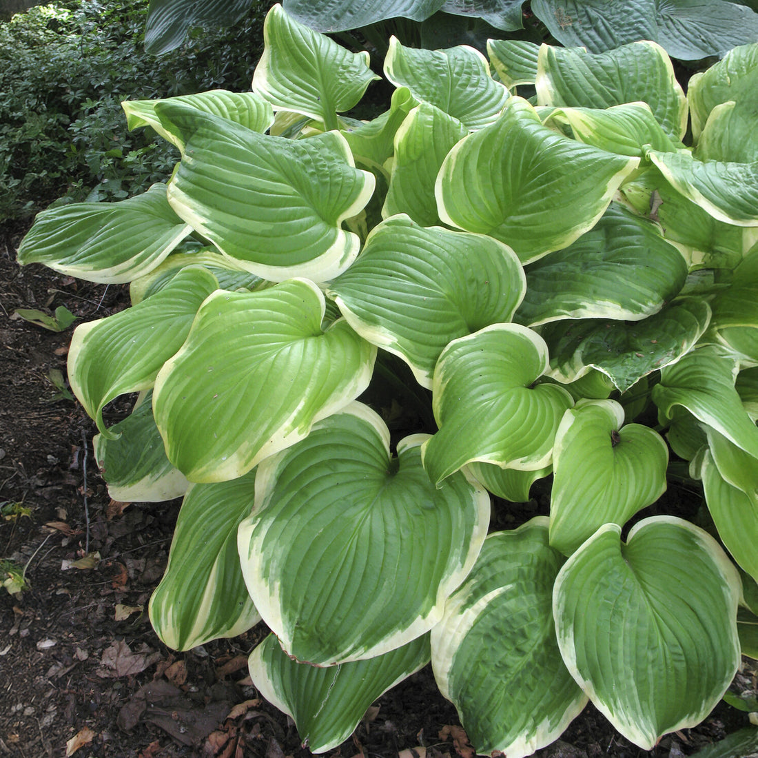 Hosta Devon green - Hosta devon green