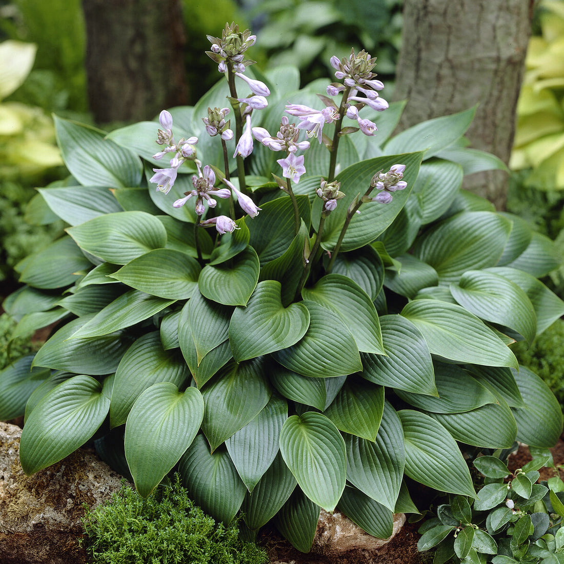 Hosta Devon green - Hosta devon green