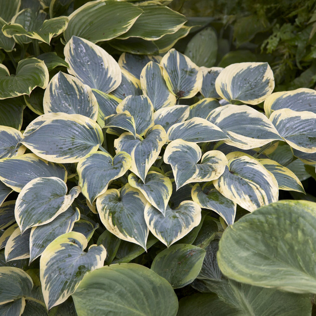 Hosta Canadian Blue - Hosta canadian blue