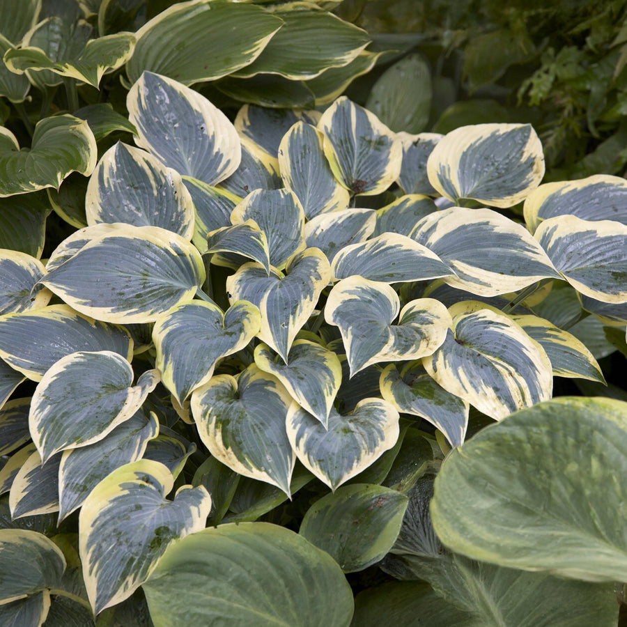 Hosta Devon green - Hosta devon green
