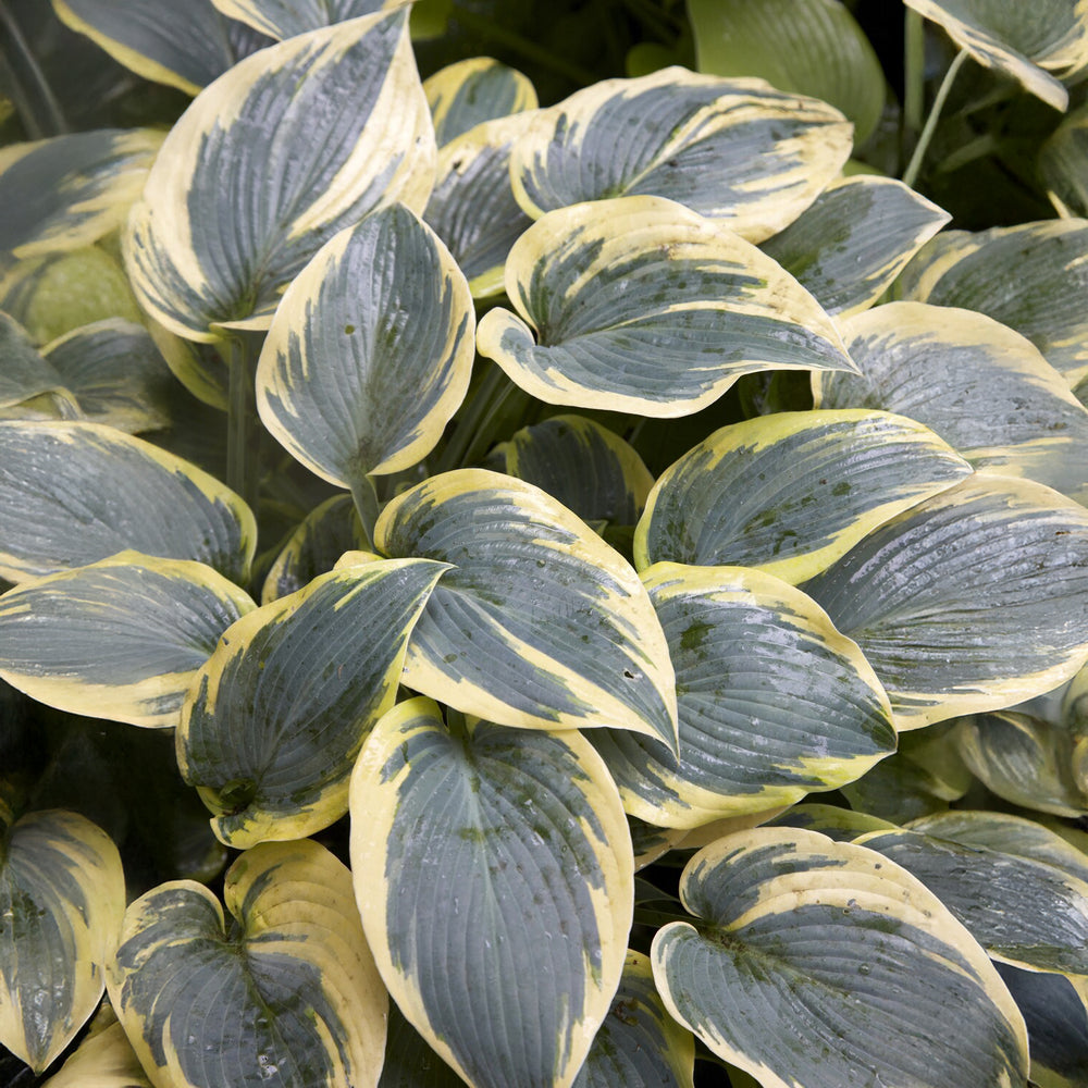 Hosta Devon green - Hosta devon green