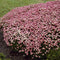 Saxifrage mousse Peter Pan - Saxifraga arendsii Peter Pan